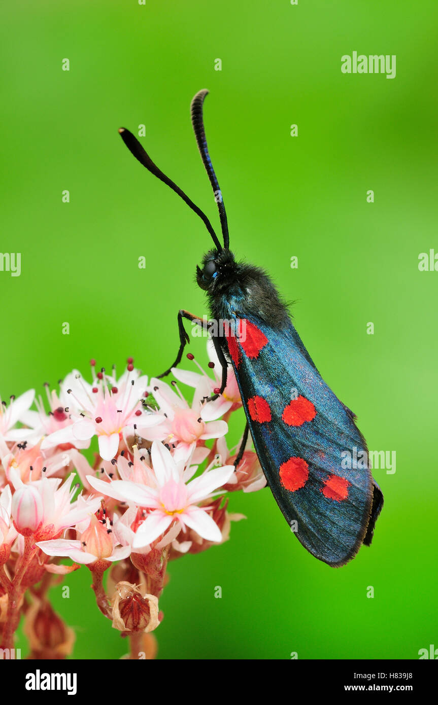 Southern Six-spot Burnet Moth (Zygaena transalpina), Switzerland Stock ...