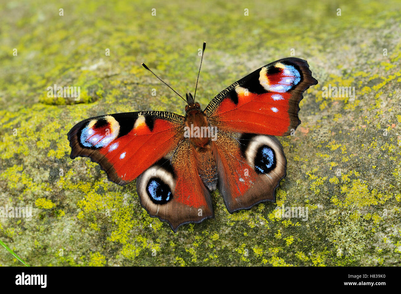 Peacock Butterfly (Inachis io), Switzerland Stock Photo - Alamy