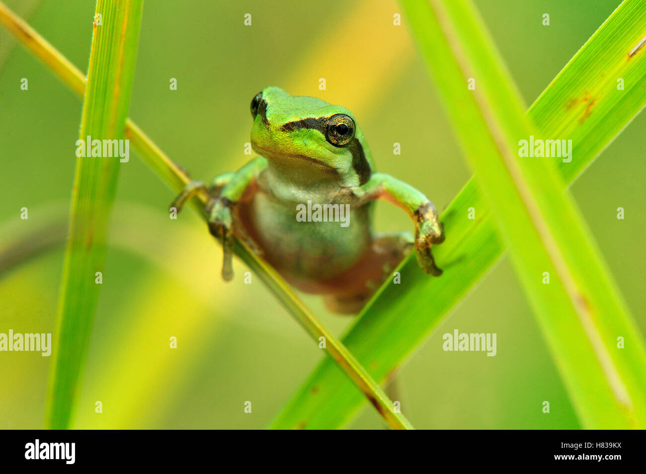European Tree Frog (Hyla arborea) juvenile, Switzerland Stock Photo - Alamy