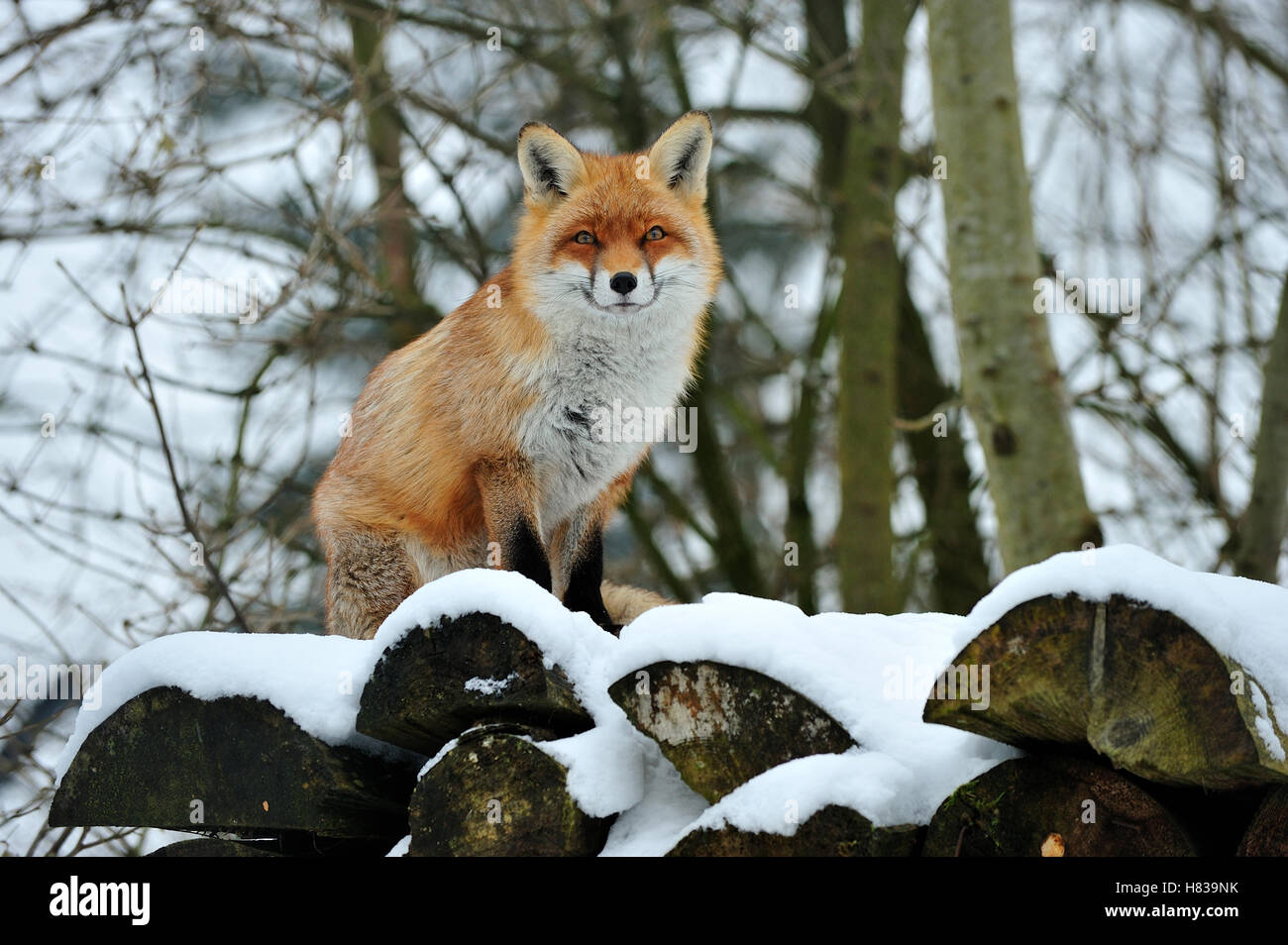 Red Fox (Vulpes vulpes) in snow, Switzerland Stock Photo - Alamy