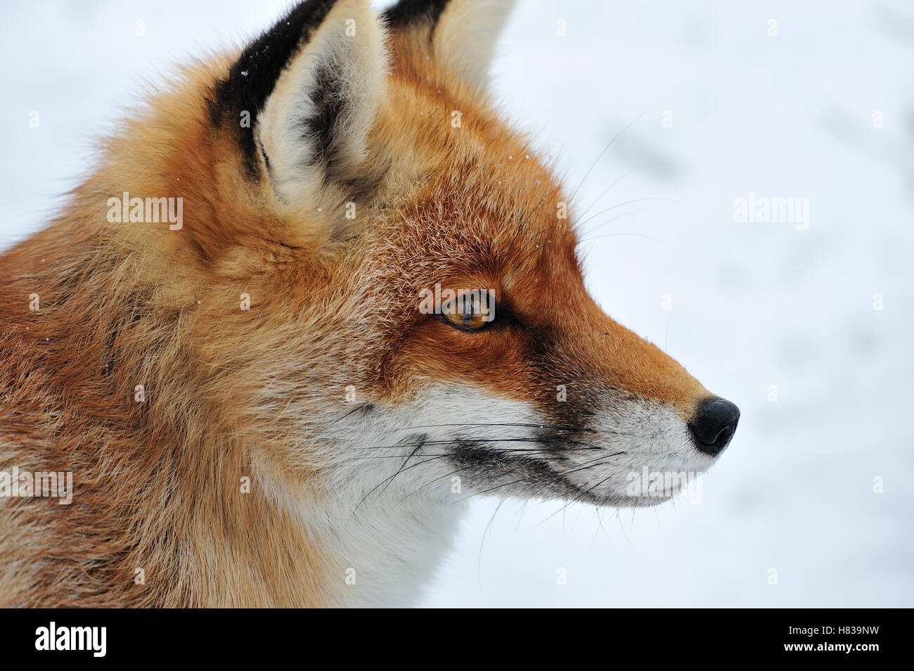 Red fox profile hi-res stock photography and images - Alamy
