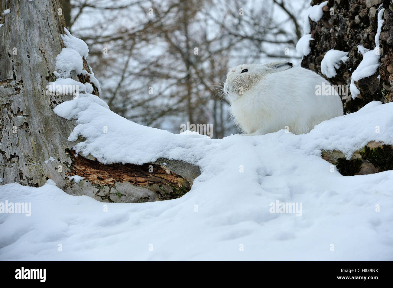 Mountain Hare (Lepus timidus) in snow, Switzerland Stock Photo - Alamy