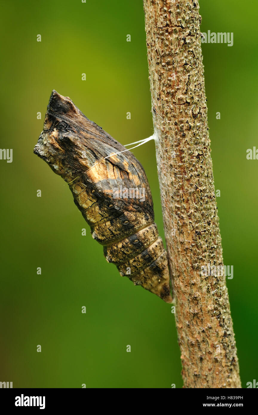 Oldworld Swallowtail (Papilio machaon) butterfly chrysalis before ...