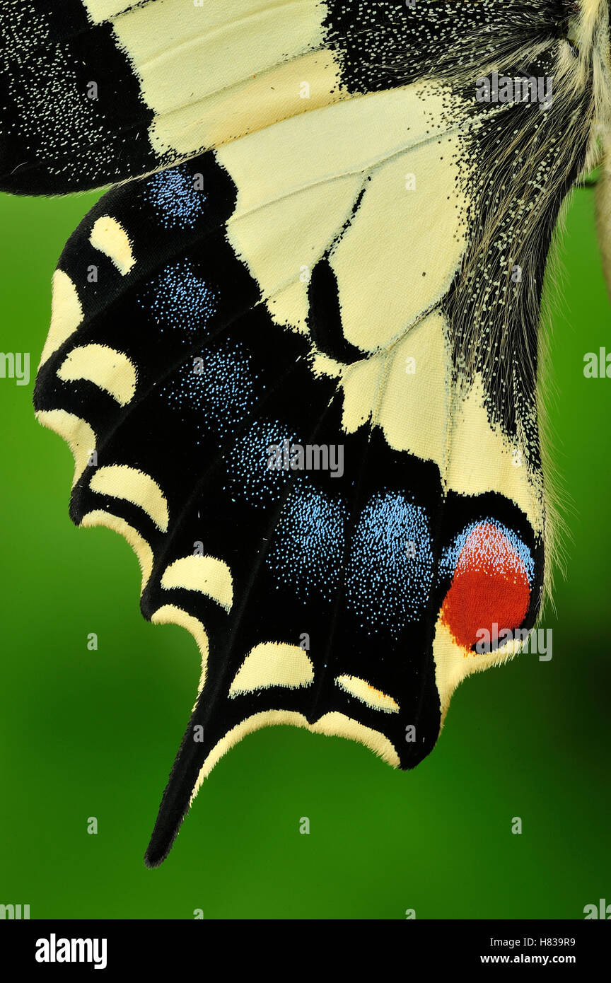 Oldworld Swallowtail (Papilio machaon) butterfly wing detail ...