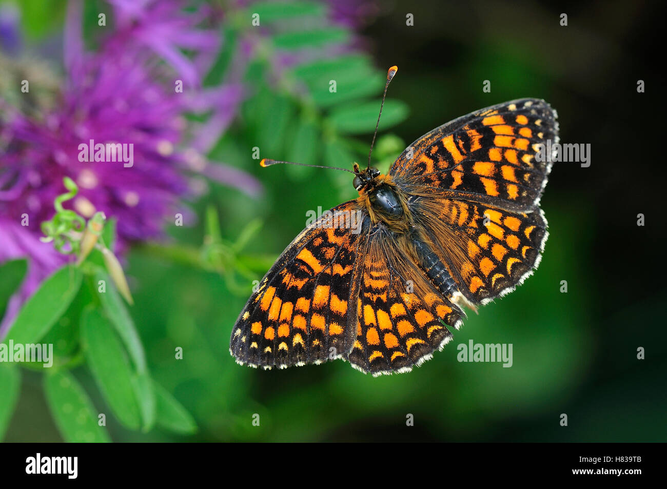 Knapweed Fritillary (Melitaea phoebe) butterfly, Switzerland Stock ...