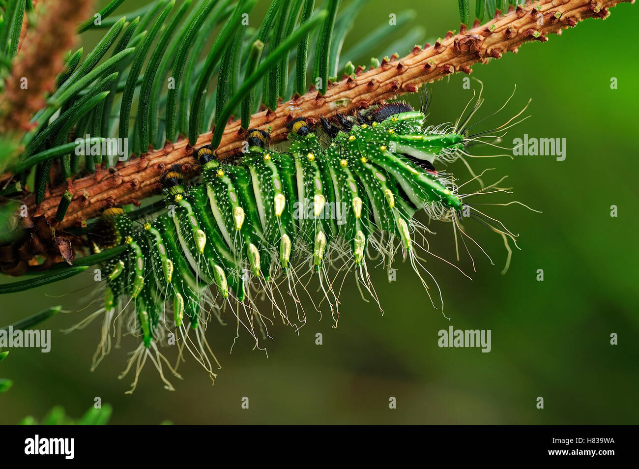 Chinese Moon Moth (Actias dubernardi) caterpillar mimicking pine ...