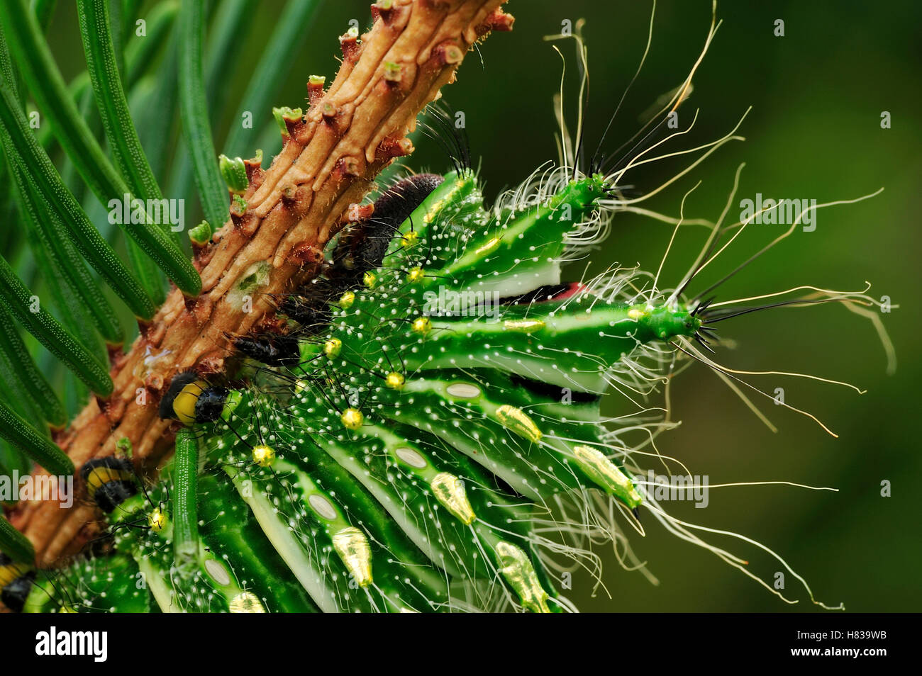 Chinese Moon Moth (Actias dubernardi) caterpillar mimicking pine ...