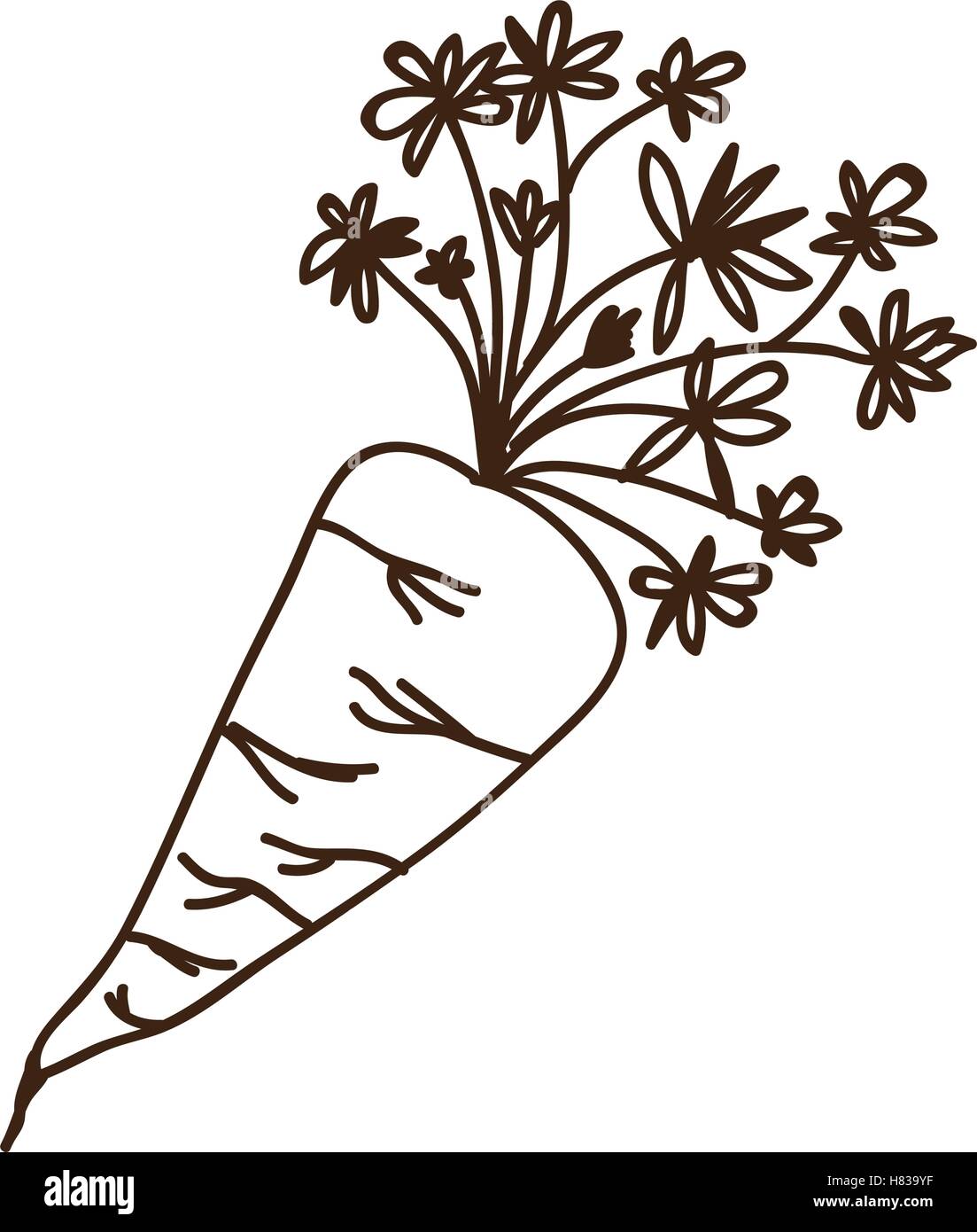 carrot vegerable icon over white background. draw design. vector ...
