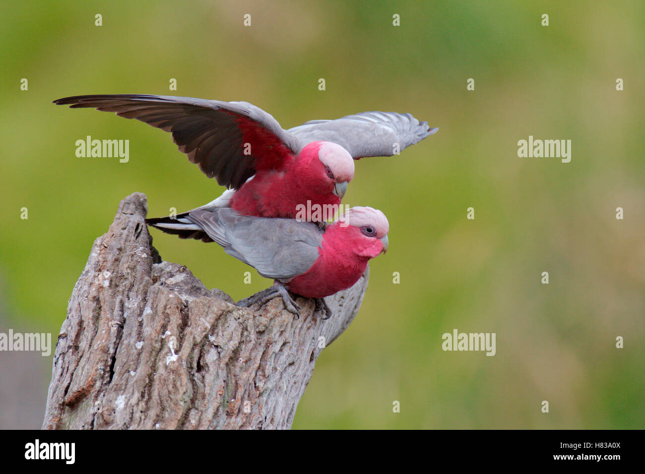 Galah eolophus roseicapilla male hi-res stock photography and images ...