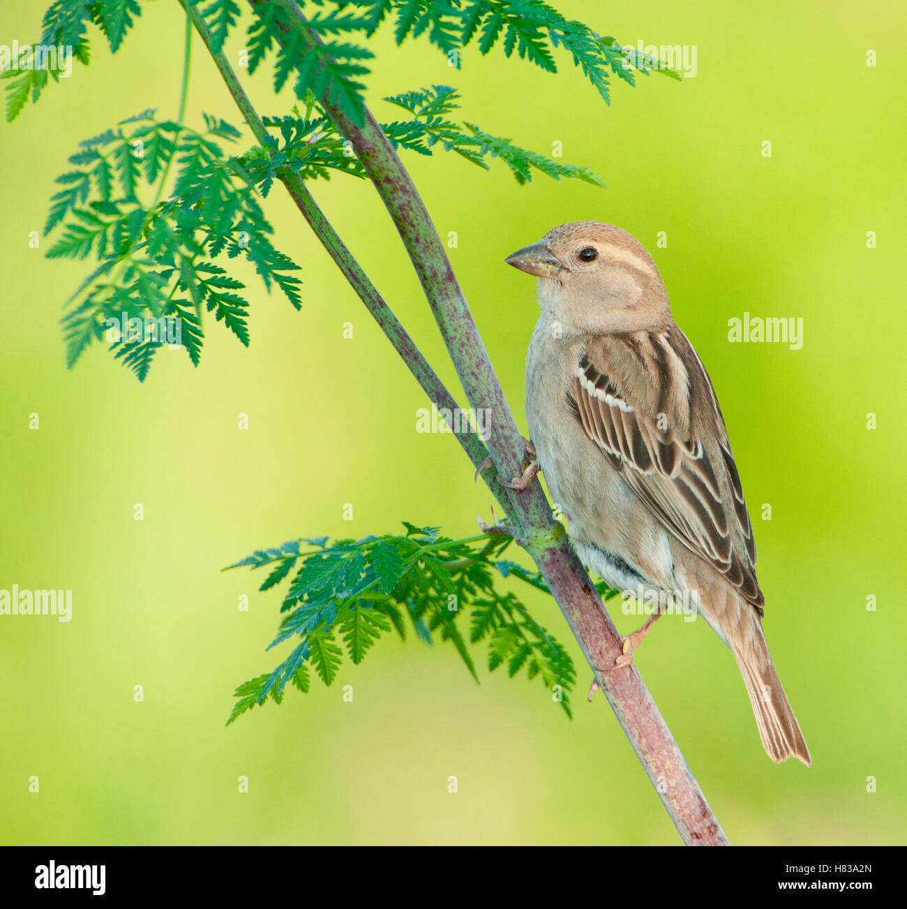 Spanish Sparrow (Passer hispaniolensis) female, Lesvos, Greece Stock ...