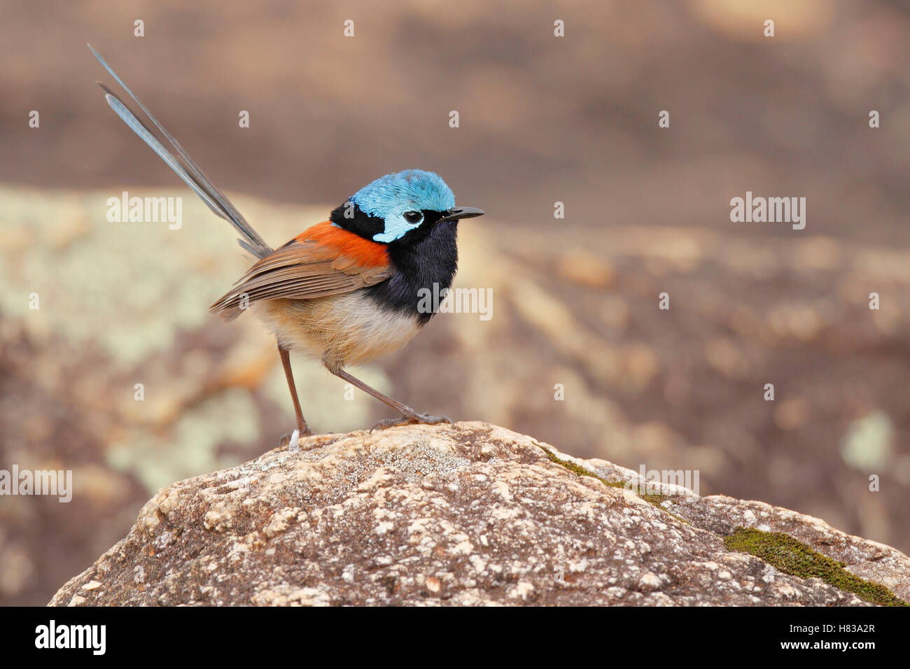 Red-winged Fairywren (Malurus elegans) male, Australia Stock Photo - Alamy
