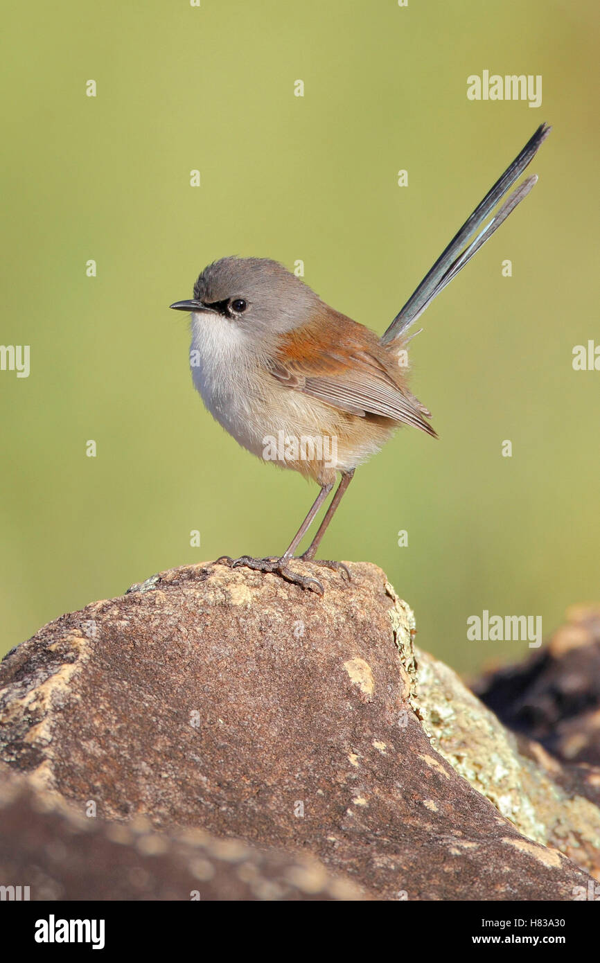 Red-winged Fairywren (Malurus elegans) female, Australia Stock Photo ...