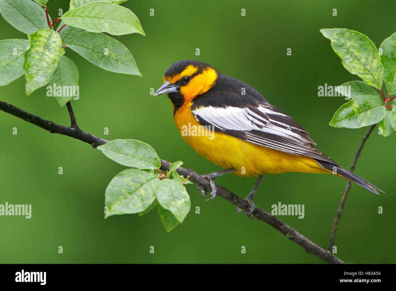 Bullock's Oriole (Icterus bullockii) male, British Columbia, Canada ...