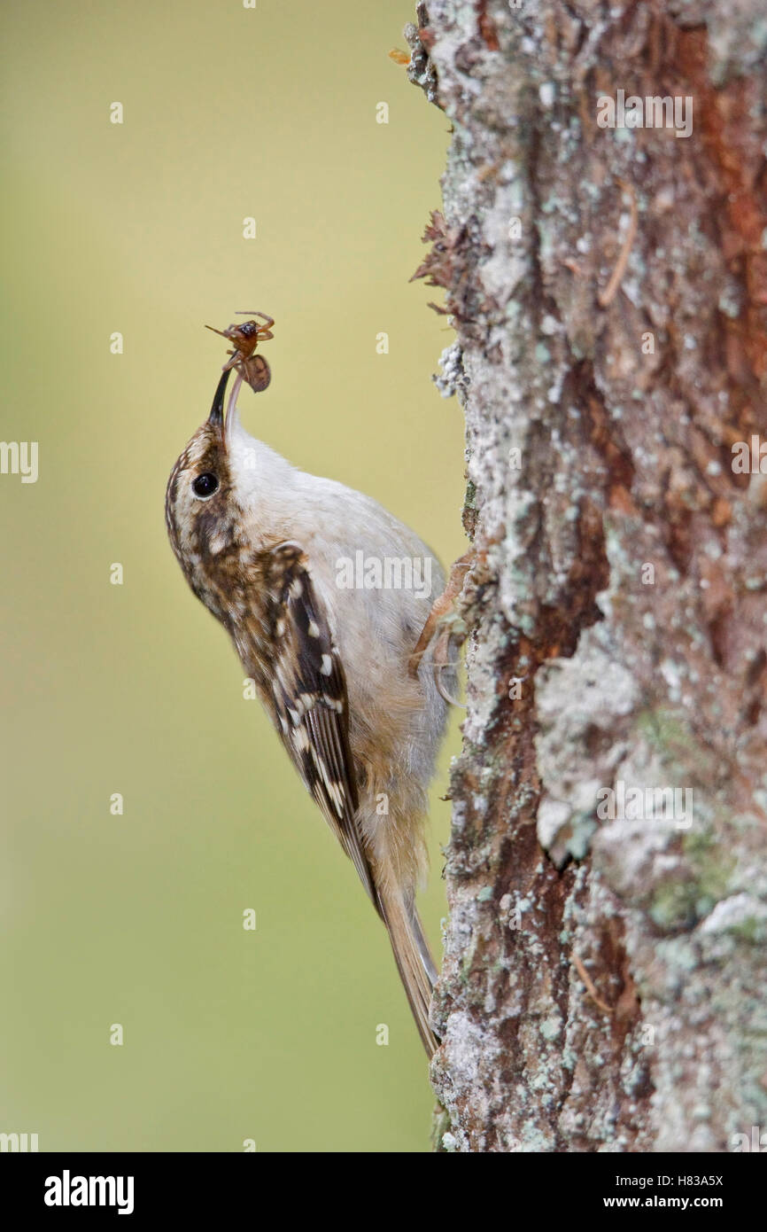 American Tree Creeper (Certhia americana) carrying a spider, British ...