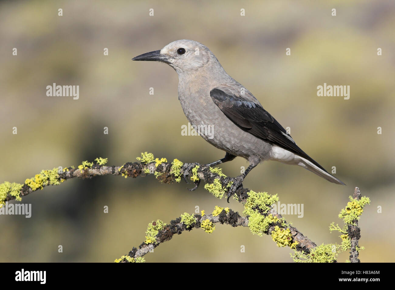 Clark's Nutcracker (Nucifraga columbiana), Oregon Stock Photo - Alamy