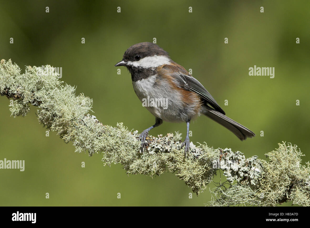 Chestnut-backed Chickadee (Poecile rufescens), British Columbia, Canada ...