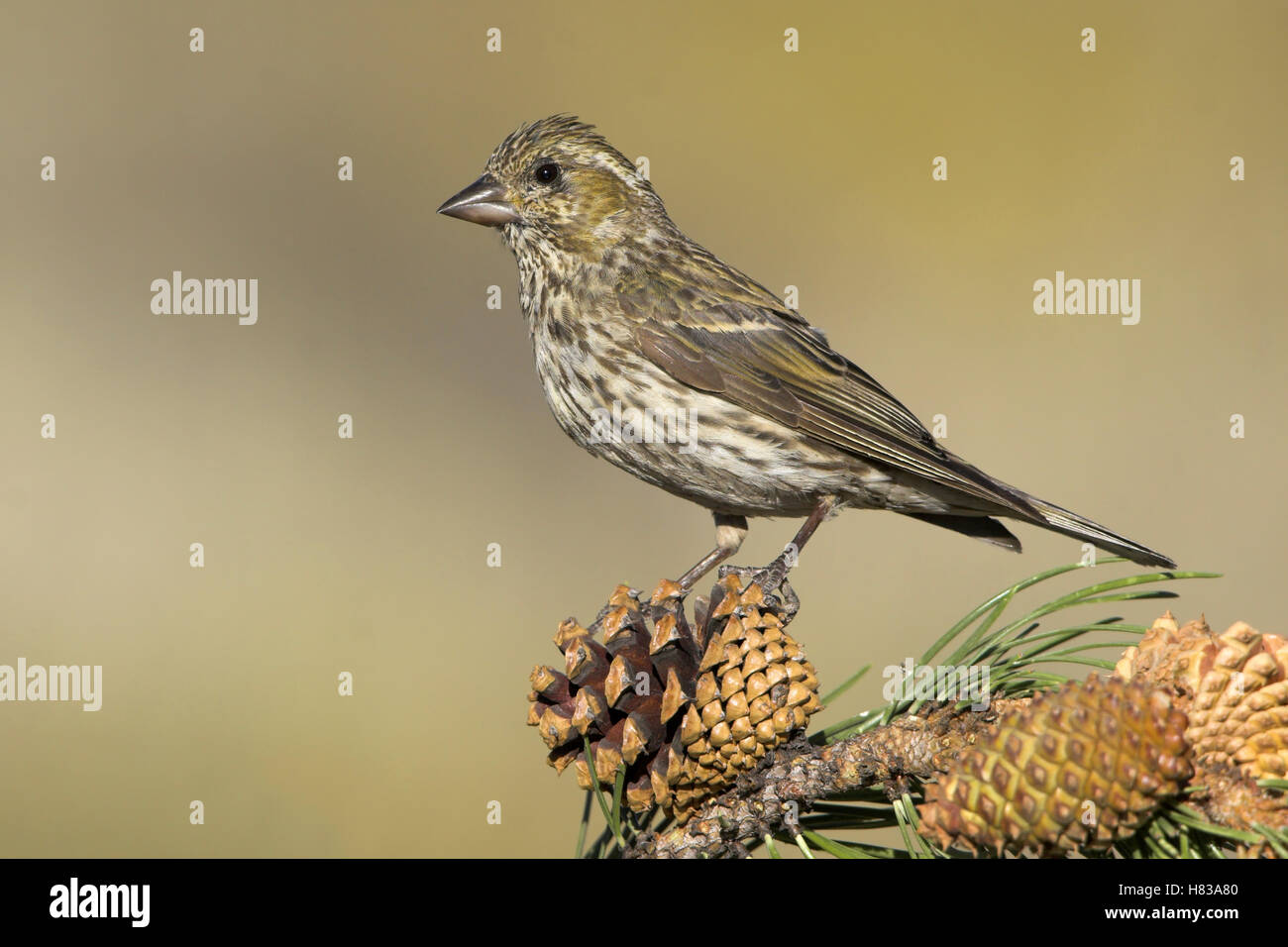 Cassin's Finch (Carpodacus cassinii) female, Oregon Stock Photo - Alamy