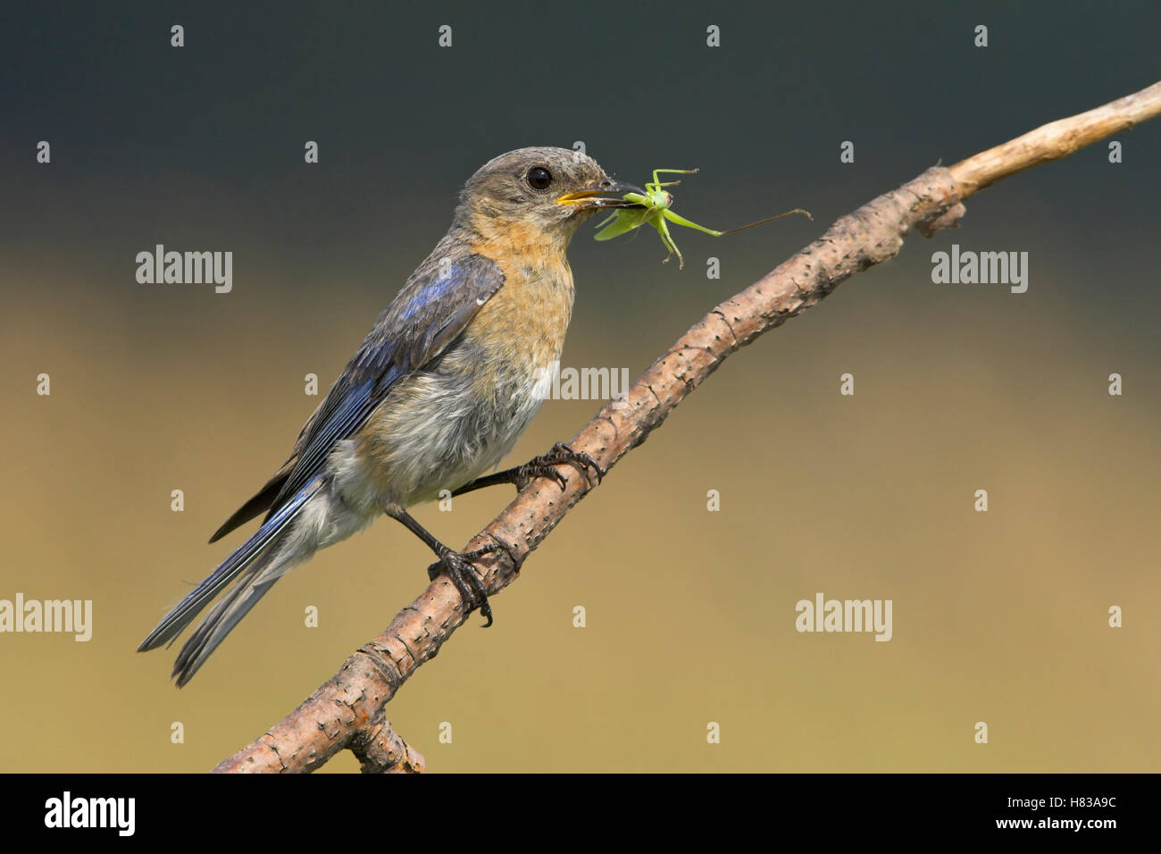Eastern Bluebird (Sialia sialis) carrying insect prey, Ontario, Canada ...