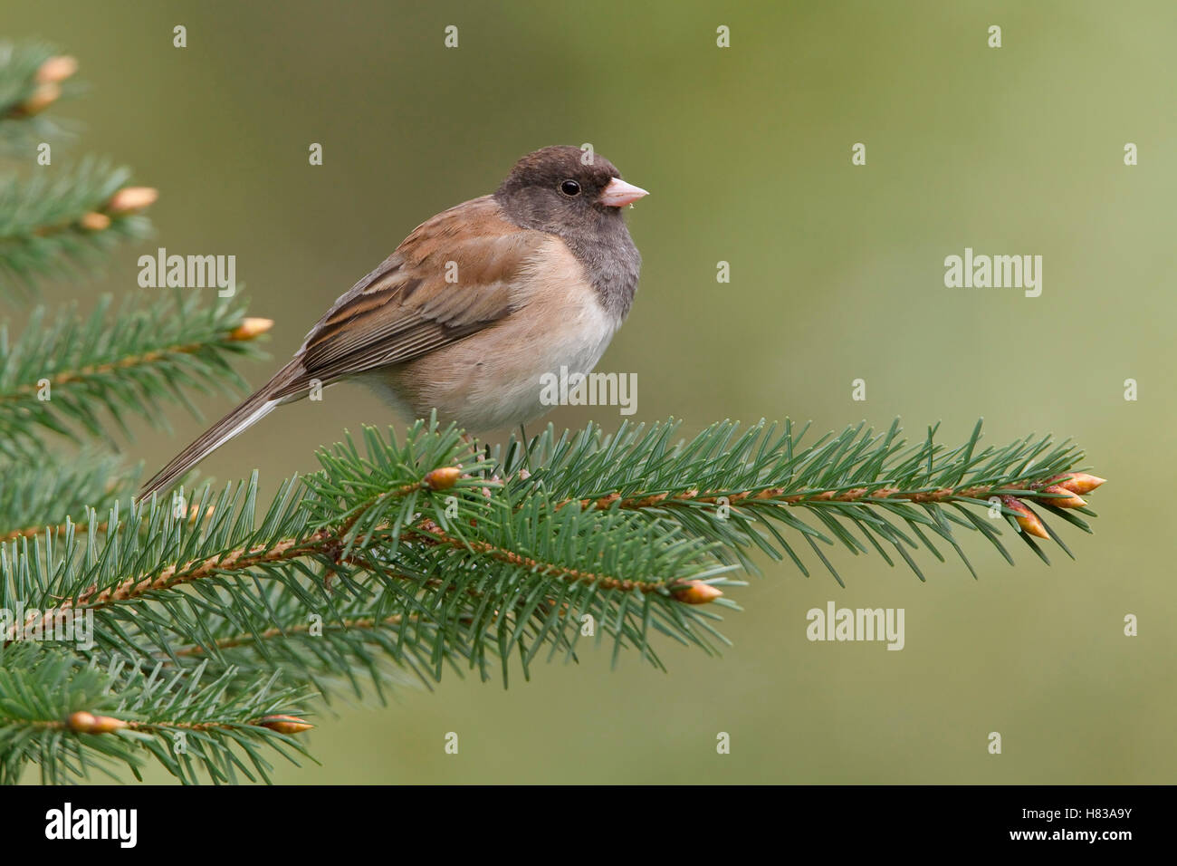Oregon Junco (Junco hyemalis oreganus), British Columbia, Canada Stock ...