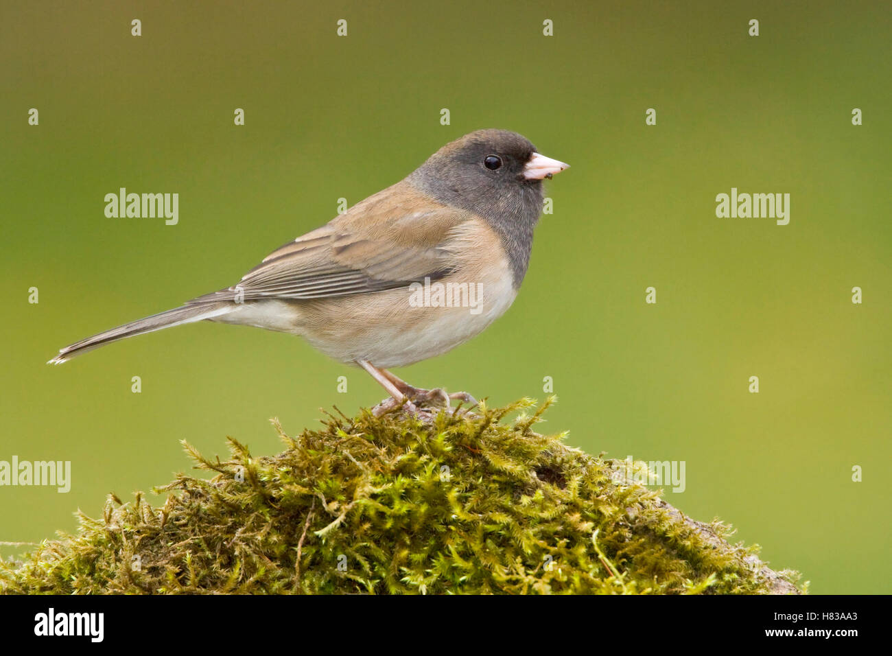 Oregon Junco (Junco hyemalis oreganus) male, British Columbia, Canada ...