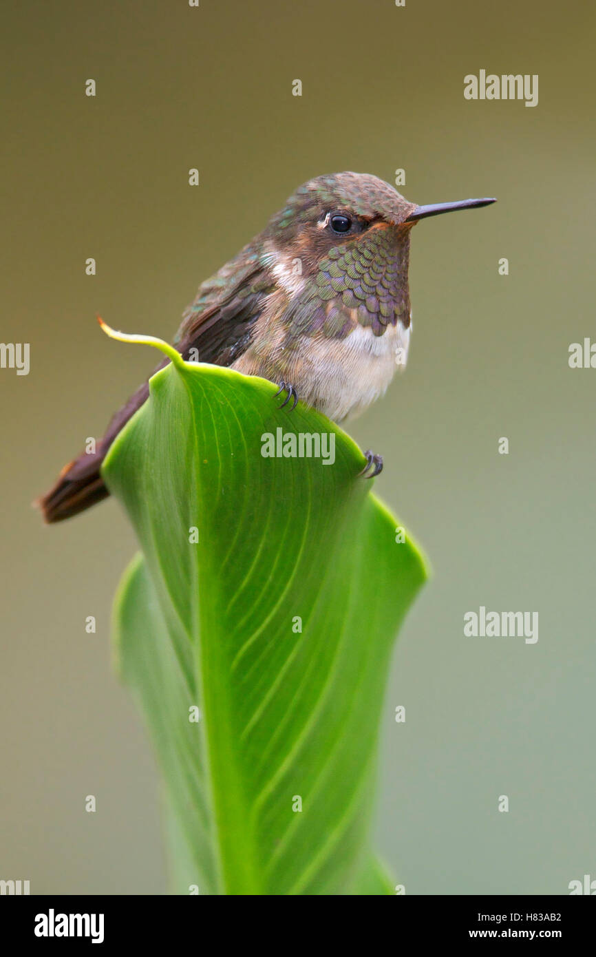 Volcano Hummingbird (Selasphorus flammula) male, Costa Rica Stock Photo ...