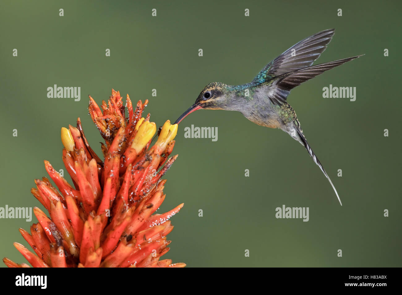 Green Hermit (Phaethornis guy), Ecuador Stock Photo - Alamy