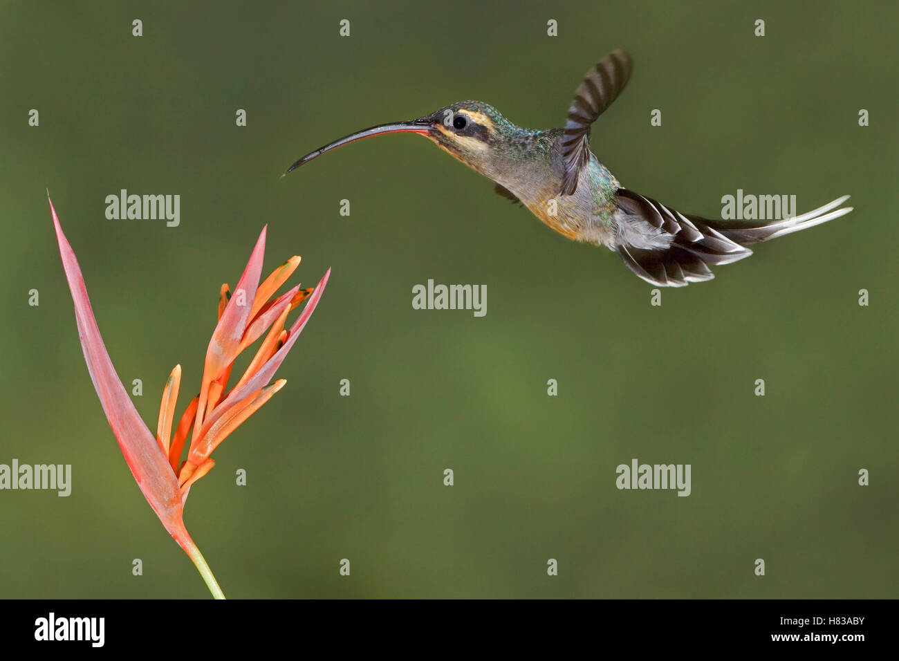 Green Hermit (Phaethornis guy), Ecuador Stock Photo - Alamy