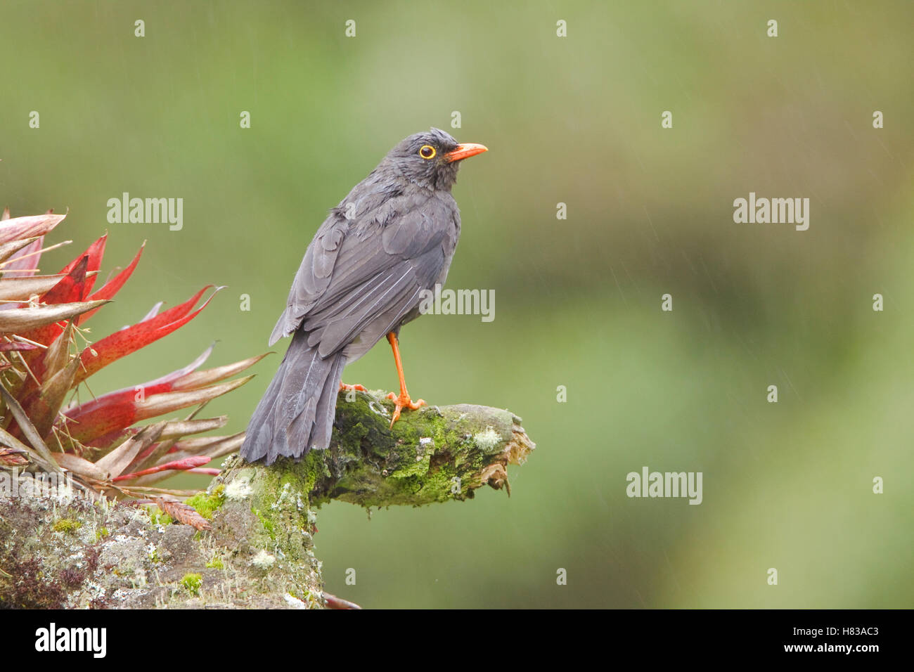 Great Thrush (Turdus fuscater), Ecuador Stock Photo - Alamy