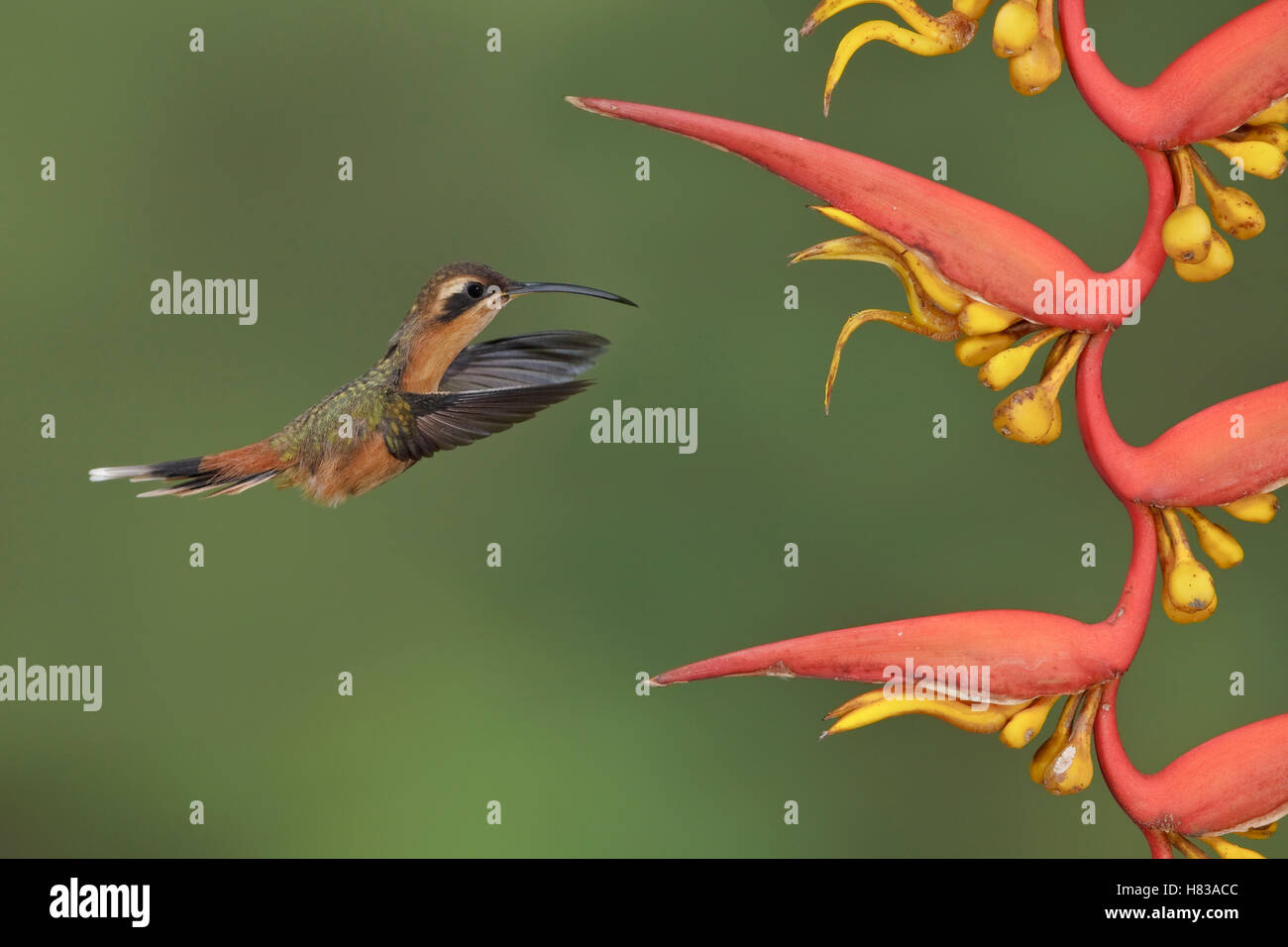 Grey-chinned Hermit (Phaethornis griseogularis), Ecuador Stock Photo ... Grey-chinned Hermit (Phaethornis griseogularis), Ecuador Stock Photo ...