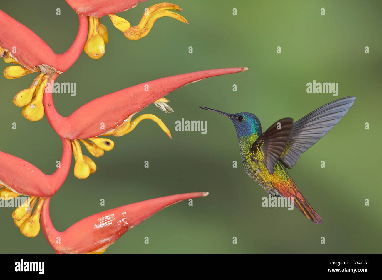 Golden-tailed Sapphire (Chrysuronia oenone) visiting flowers for nectar ...