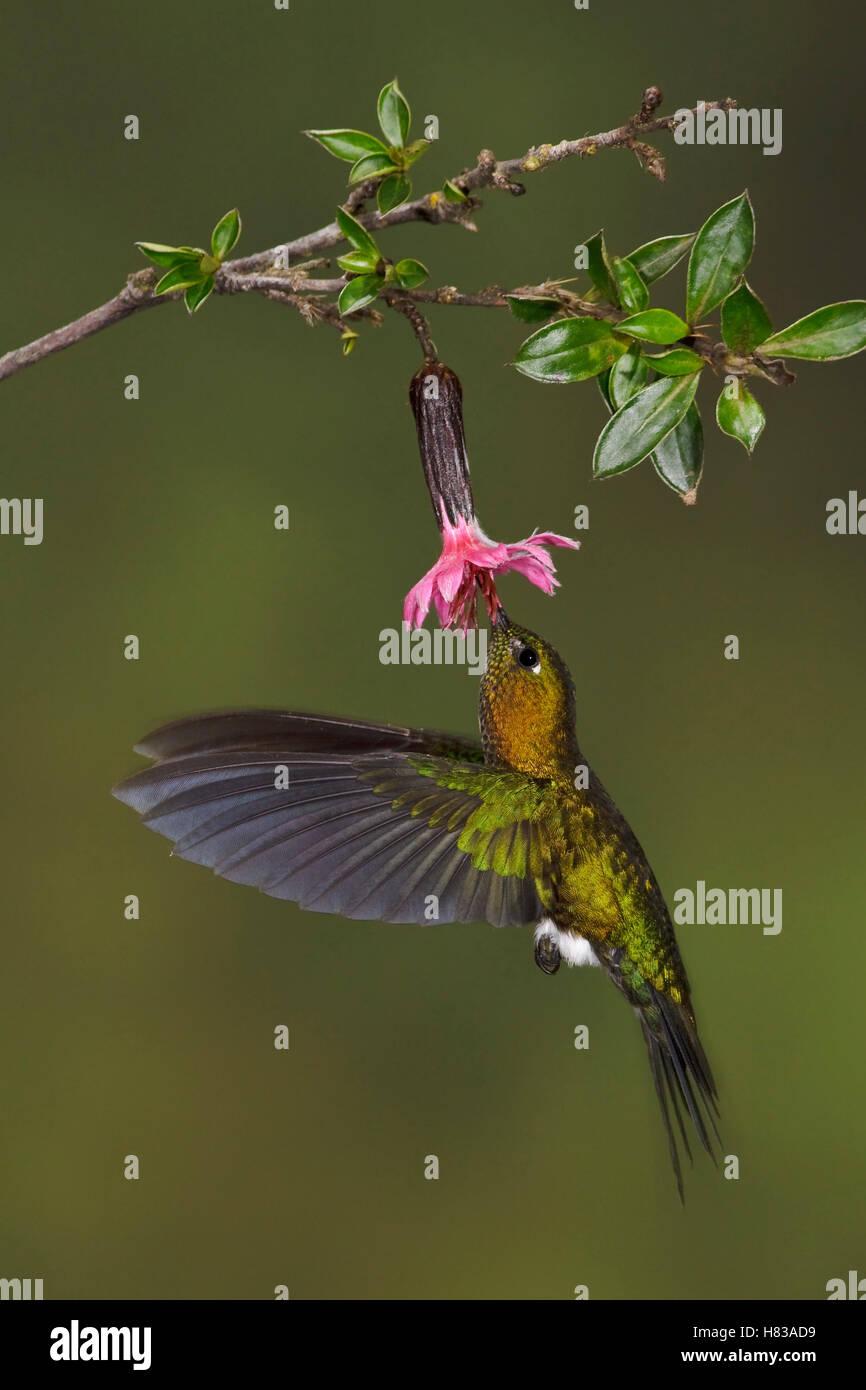 Golden-breasted Puffleg (Eriocnemis mosquera) male pollinating hanging ...