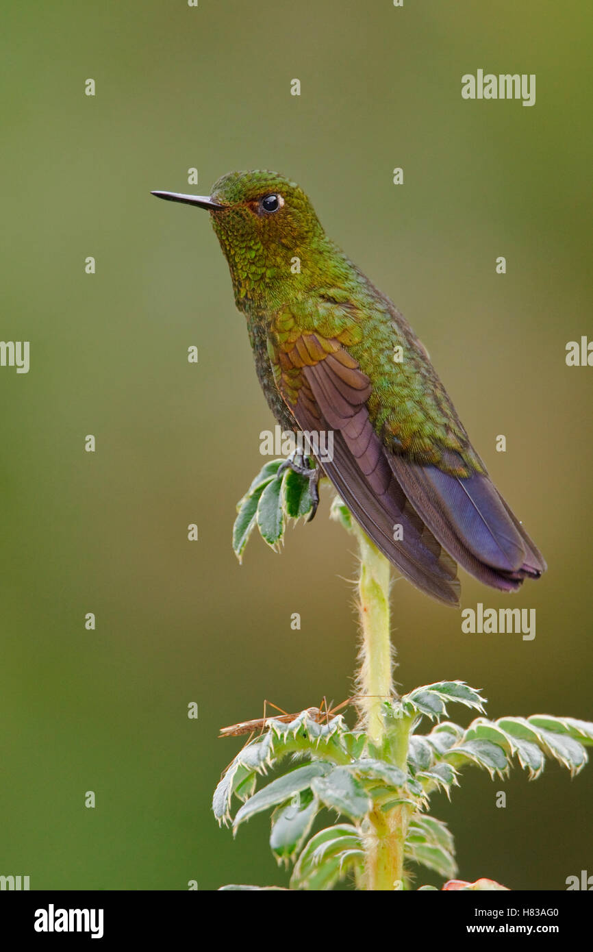 Viridian Metaltail (Metallura williami), Ecuador Stock Photo - Alamy