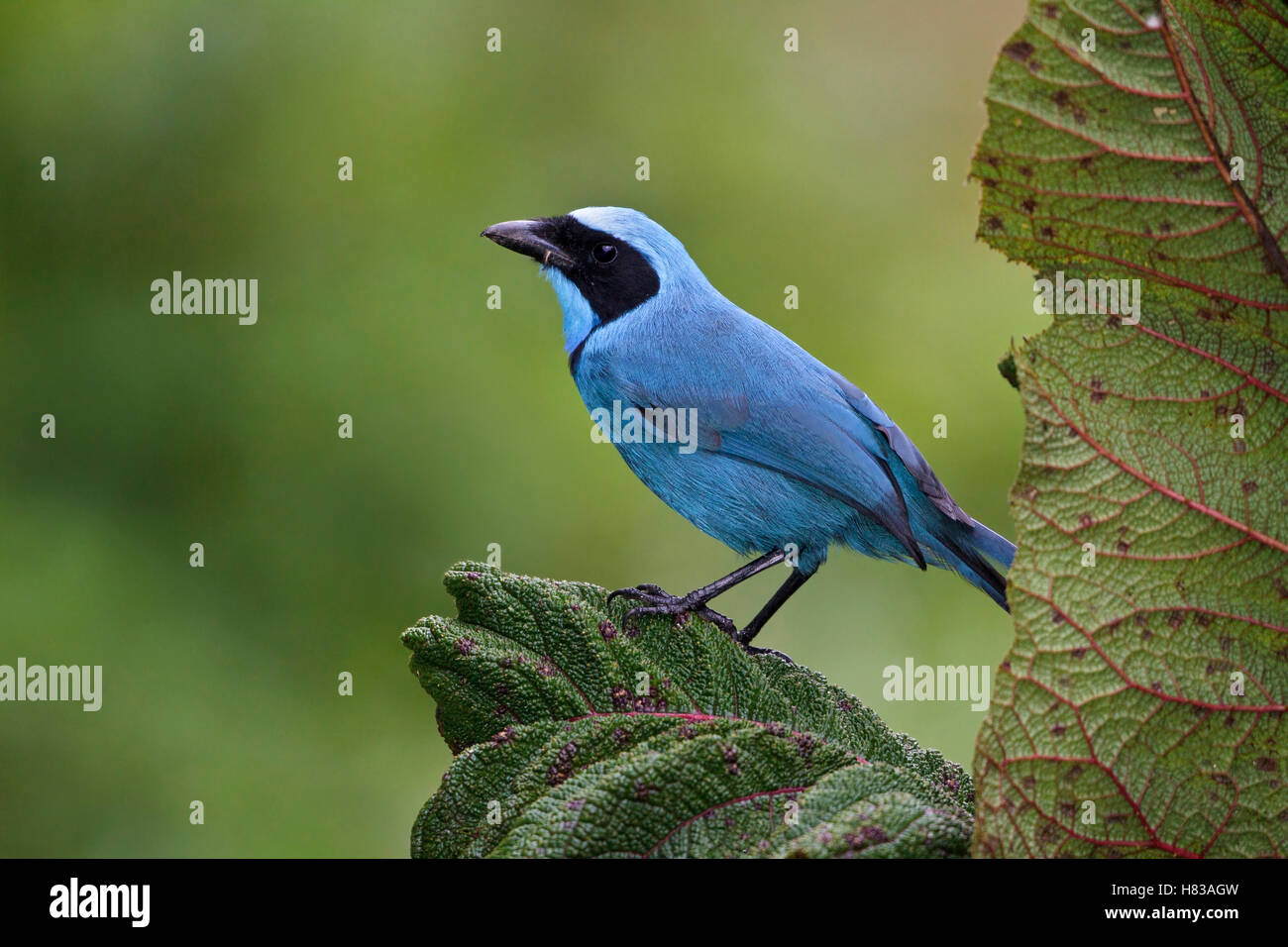 Turquoise Jay (Cyanolyca turcosa), Ecuador Stock Photo - Alamy
