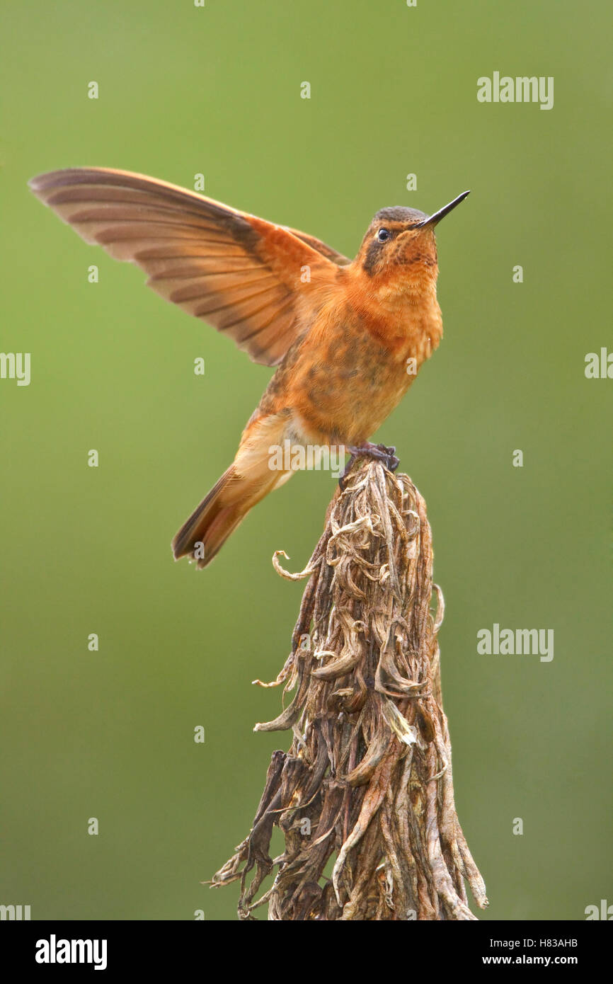 Shining Sunbeam (Aglaeactis cupripennis), Ecuador Stock Photo - Alamy
