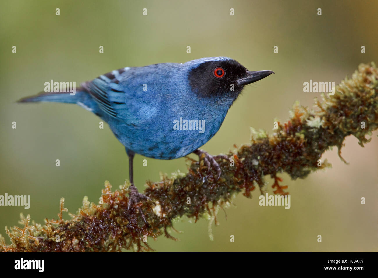 Masked Flowerpiercer (Diglossa cyanea), Ecuador Stock Photo - Alamy