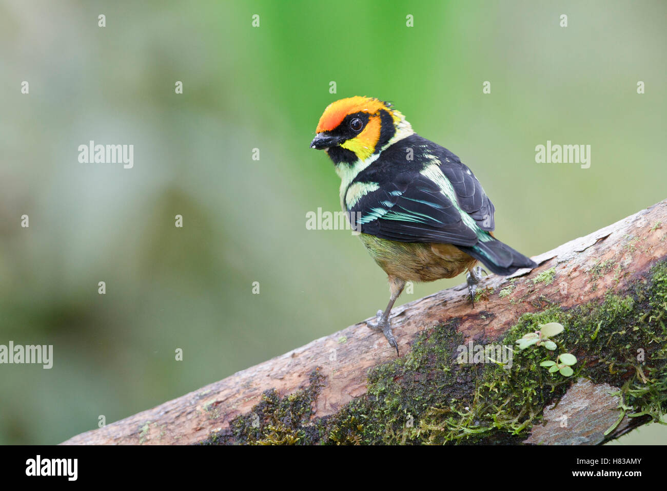 Flame-faced Tanager (Tangara parzudakii), Ecuador Stock Photo - Alamy
