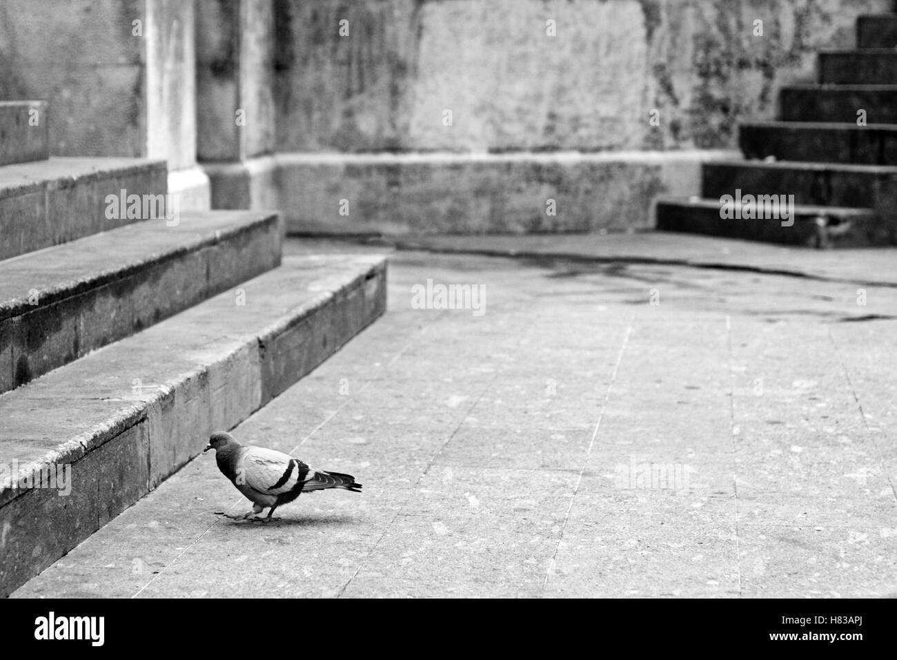 Dove in urban street walking, animals and birds Stock Photo - Alamy