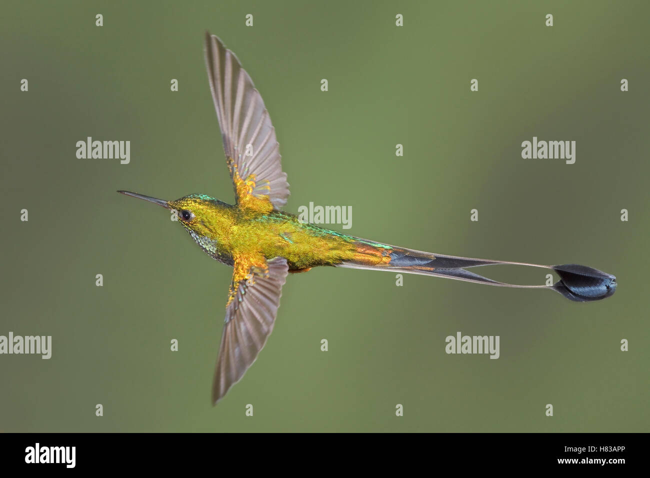 Booted Racket-tail (Ocreatus underwoodii) male, Ecuador Stock Photo - Alamy Booted Racket-tail (Ocreatus underwoodii) male, Ecuador Stock Photo - Alamy