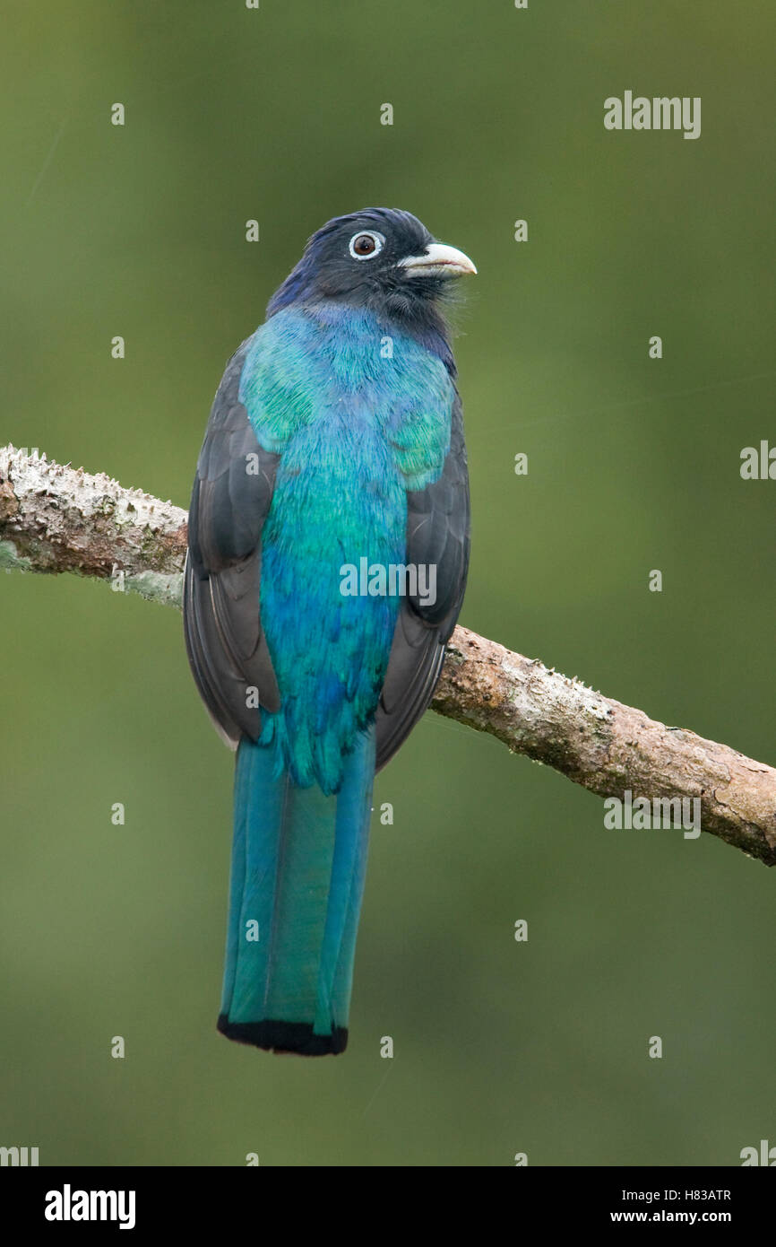 White-tailed Trogon (Trogon viridis), Ecuador Stock Photo - Alamy