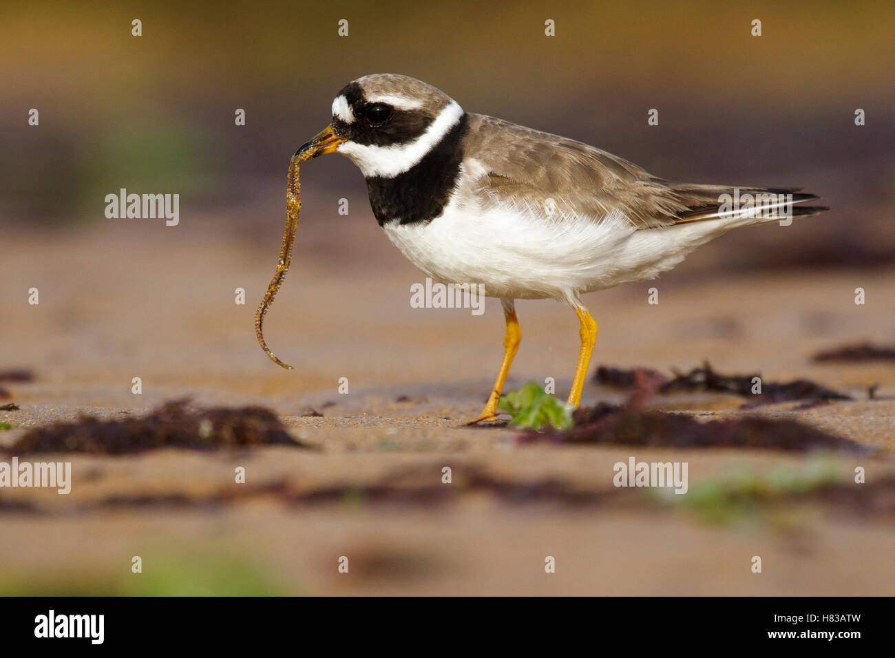 Common Ringed Plover (Charadrius hiaticula) feeding on a sandworm ...