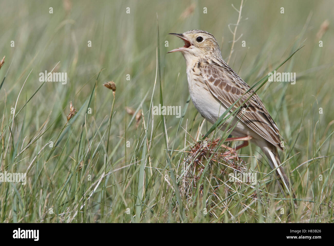 Sprague's Pipit (Anthus spragueii) singing, Saskatchewan, Canada Stock ...