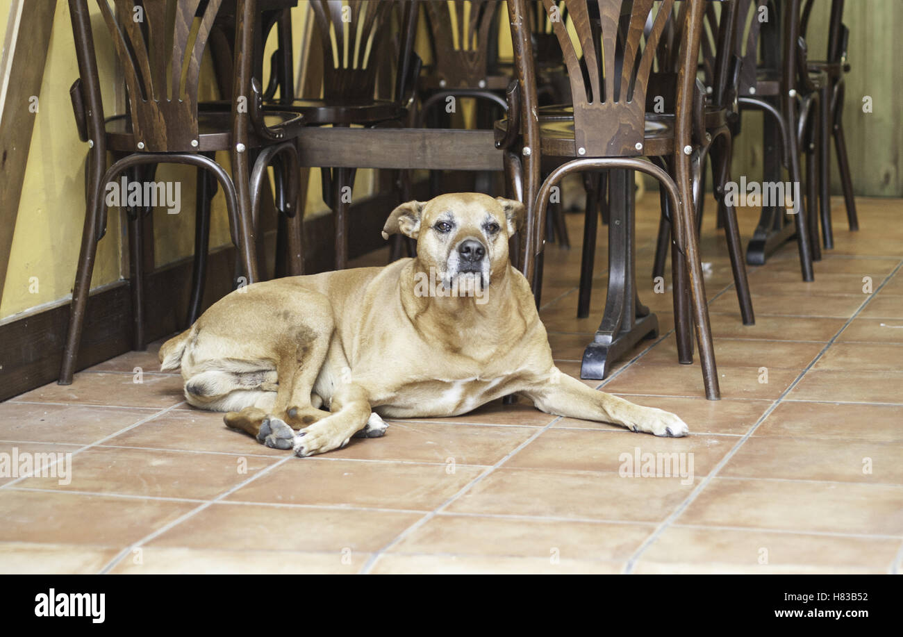 Cafe bar animals hi-res stock photography and images - Alamy