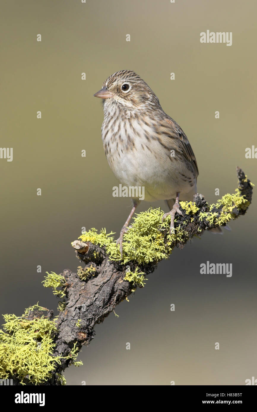 Vesper Sparrow (Pooecetes gramineus), Oregon Stock Photo - Alamy