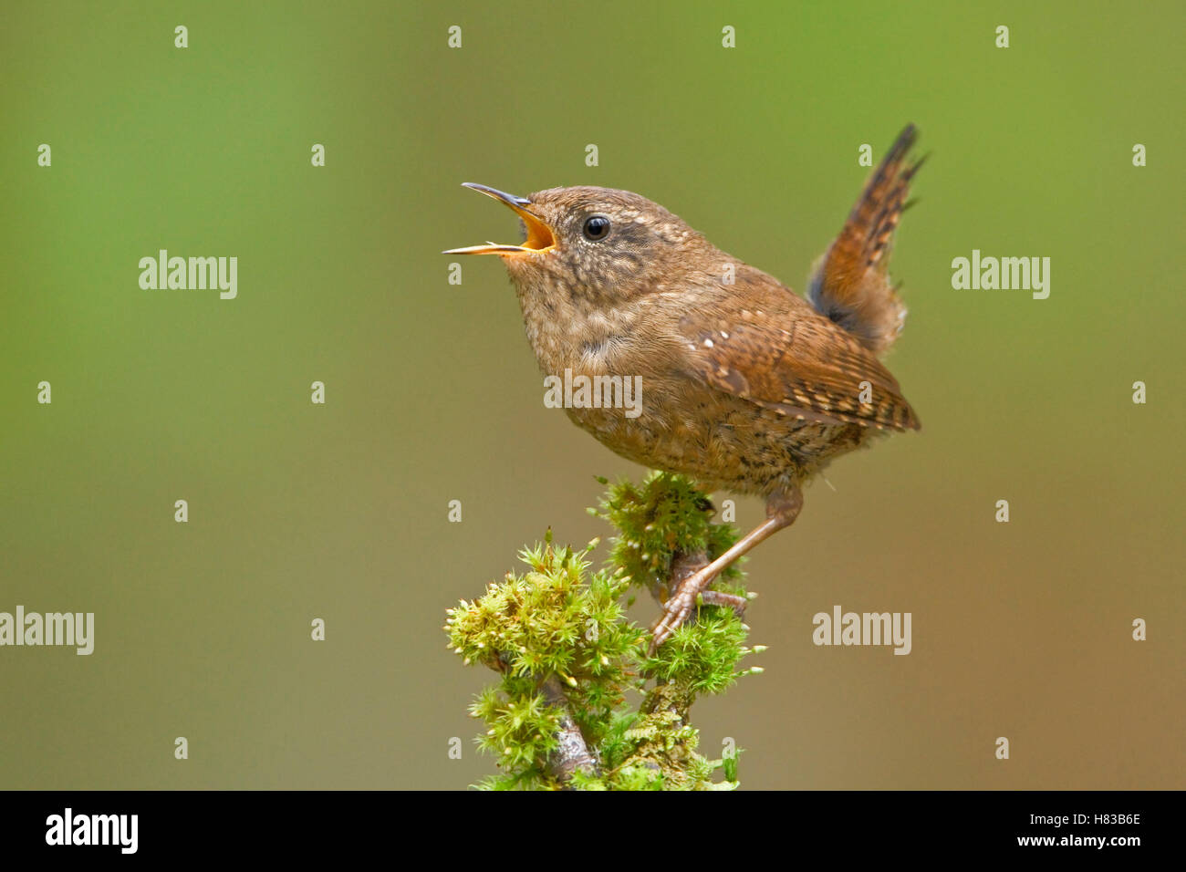 Pacific Wren (Troglodytes pacificus), British Columbia, Canada Stock ...