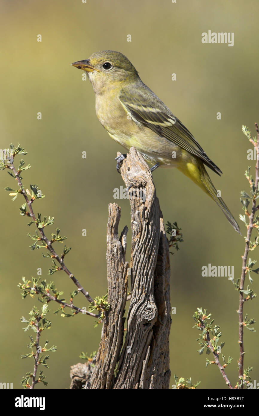 Western Tanager (Piranga ludoviciana) female, Oregon Stock Photo - Alamy
