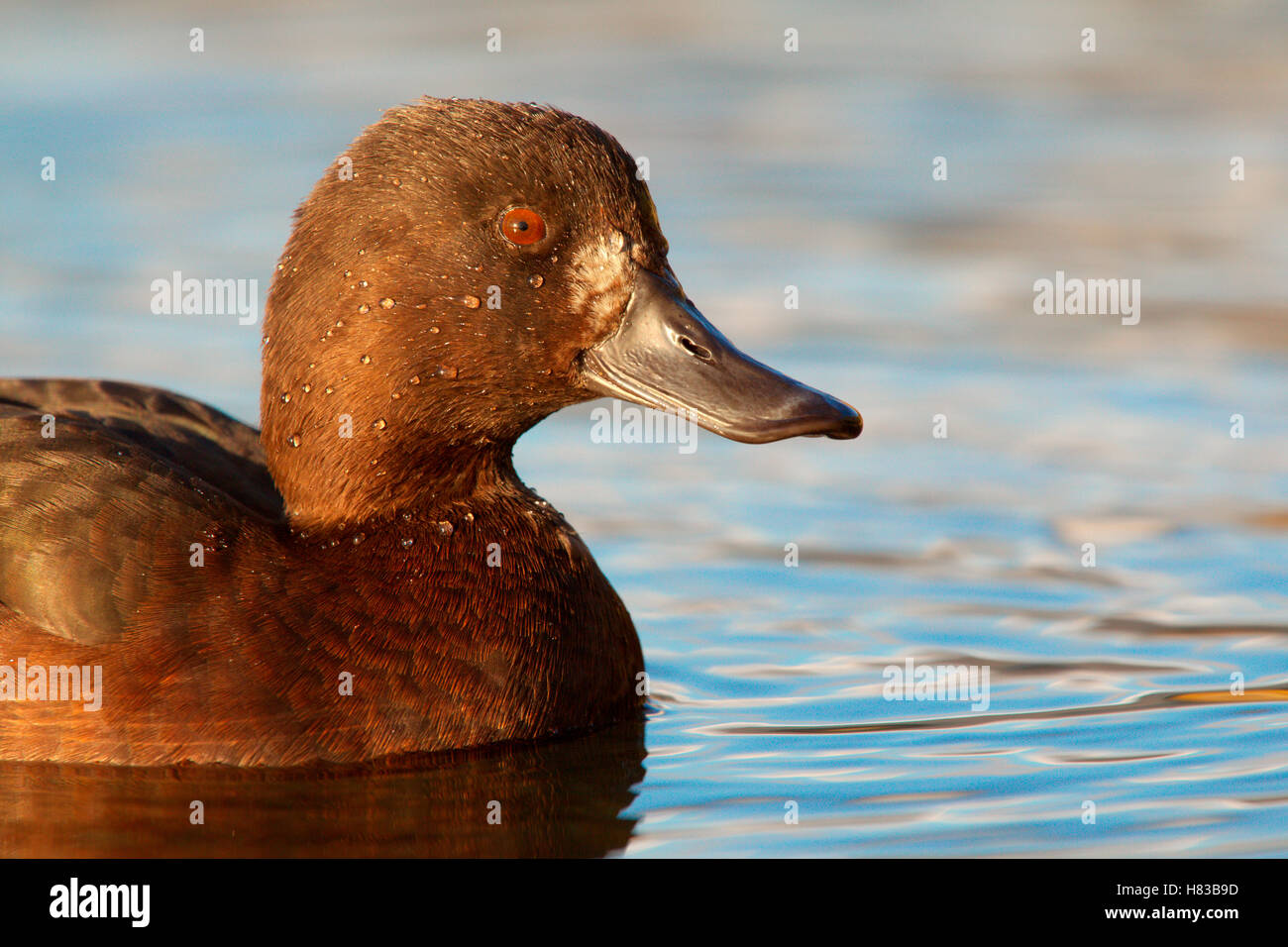 New Zealand Scaup (Aythya novaeseelandiae) female, New Zealand Stock ...
