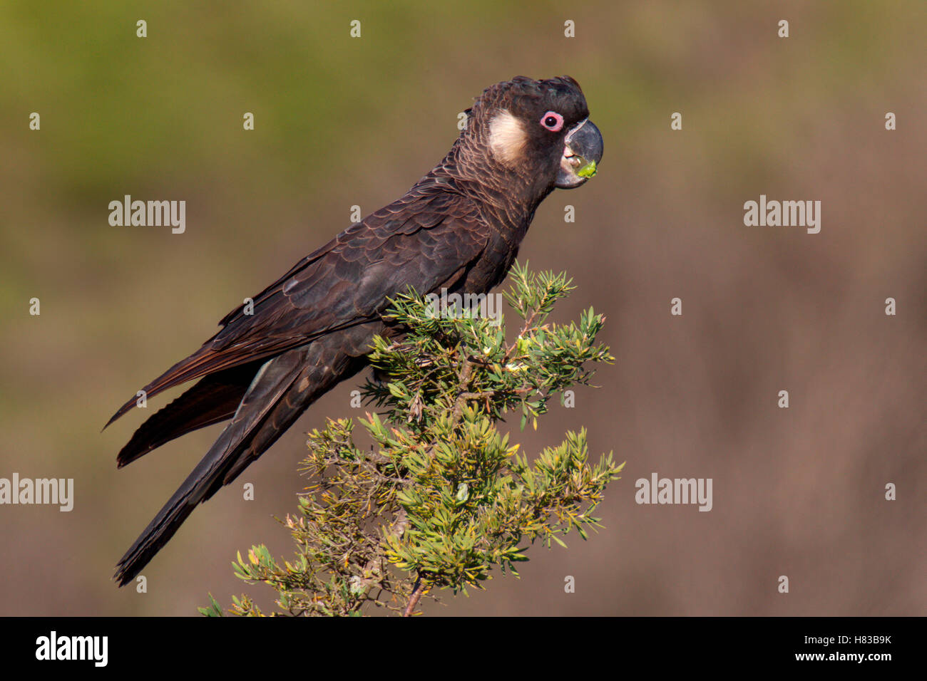 Carnaby's Black Cockatoo (Calyptorhynchus latirostris), Perth ...
