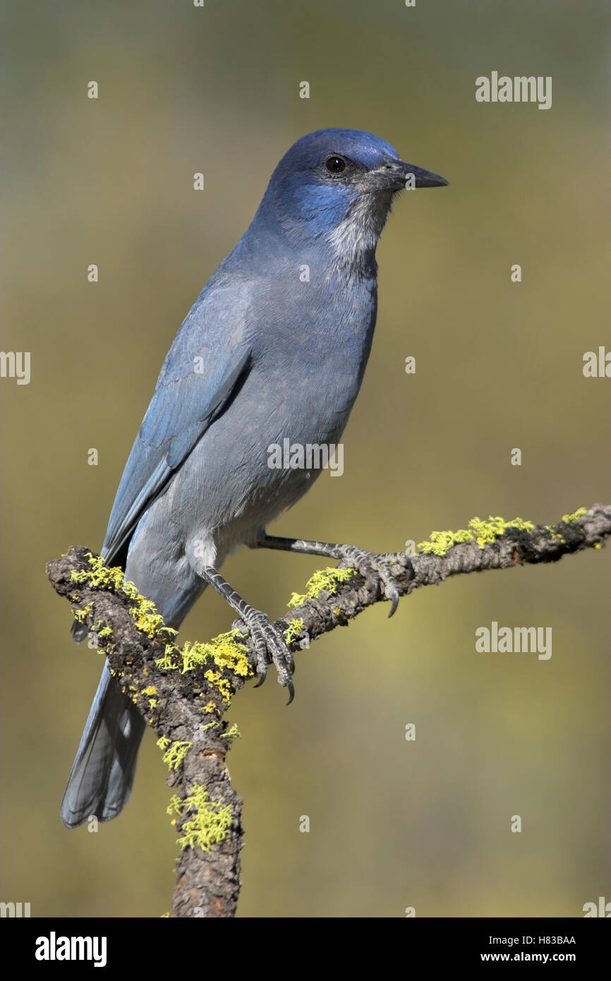 Pinyon Jay (Gymnorhinus cyanocephalus), Oregon Stock Photo - Alamy