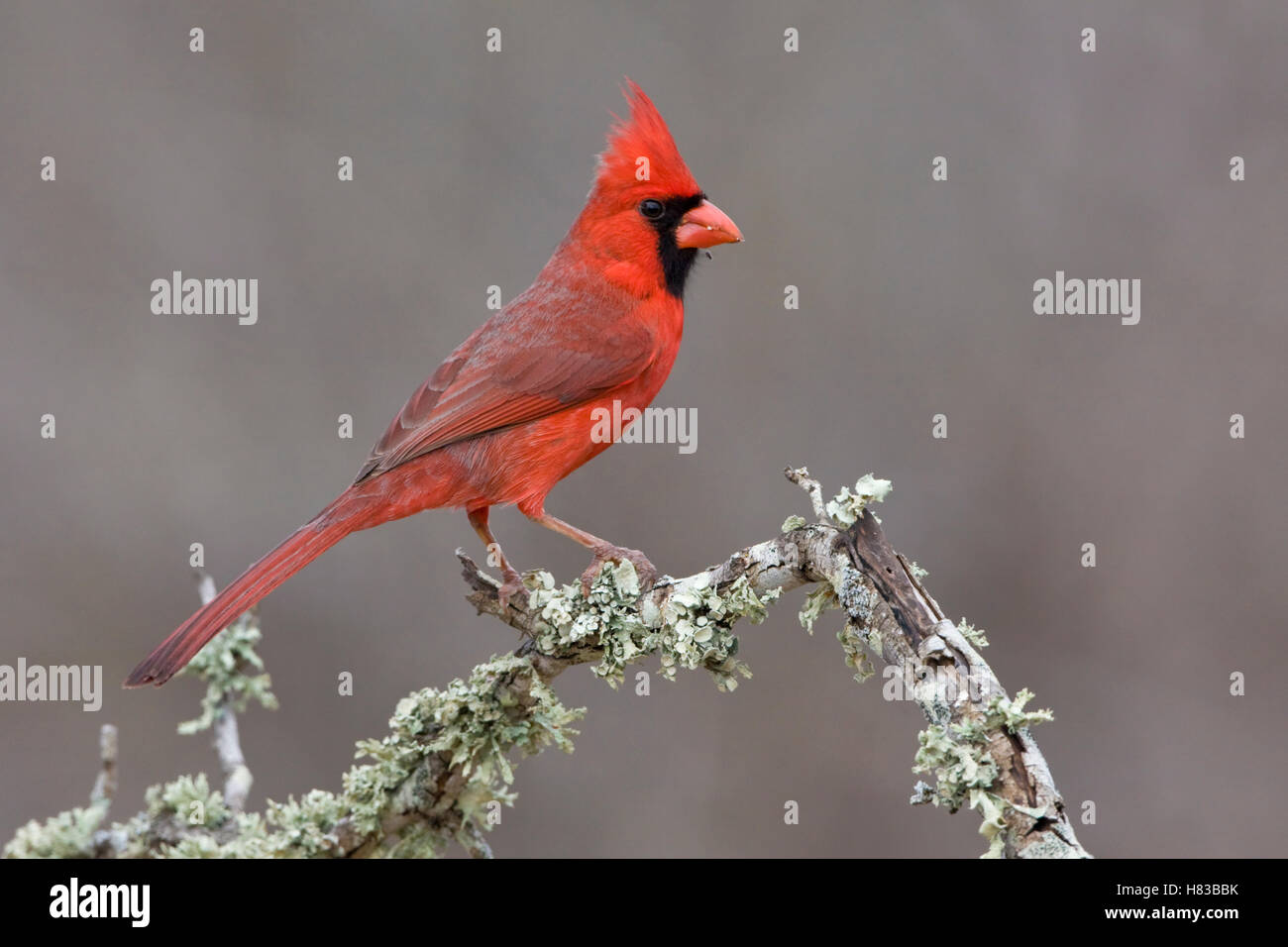 Northern Cardinal (Cardinalis cardinalis) male, Texas Stock Photo - Alamy