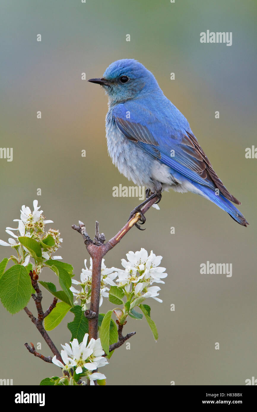 Mountain Bluebird (Sialia currucoides) male, Alberta, Canada Stock ...